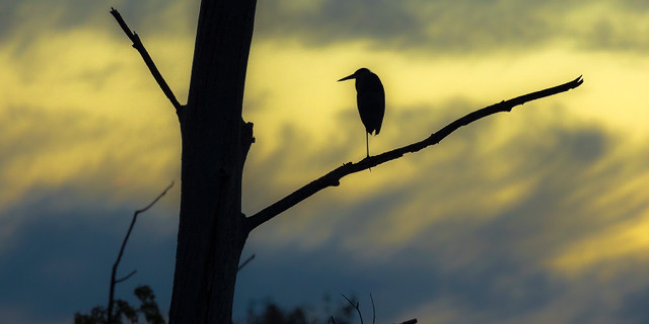 Birds of the John Heinz National Wildlife Refuge • Matt Cohen ...