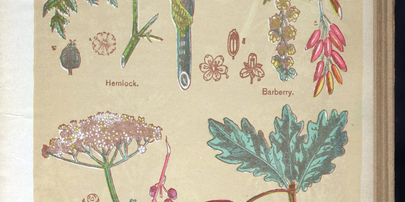 Plants, Potions, and Poisons | Old City District